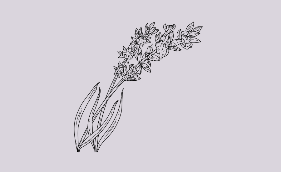 Learn About Lavender – Verdant Alchemy